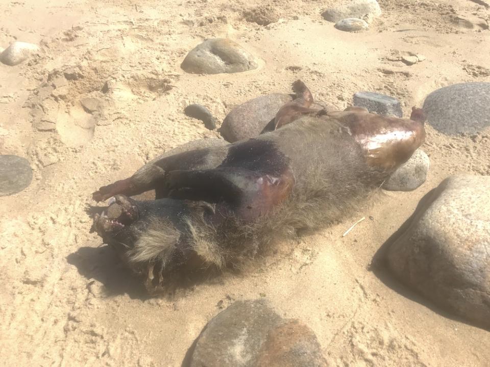 Gruesome Find Stirs Memories Of Montauk Monster The East Hampton Star